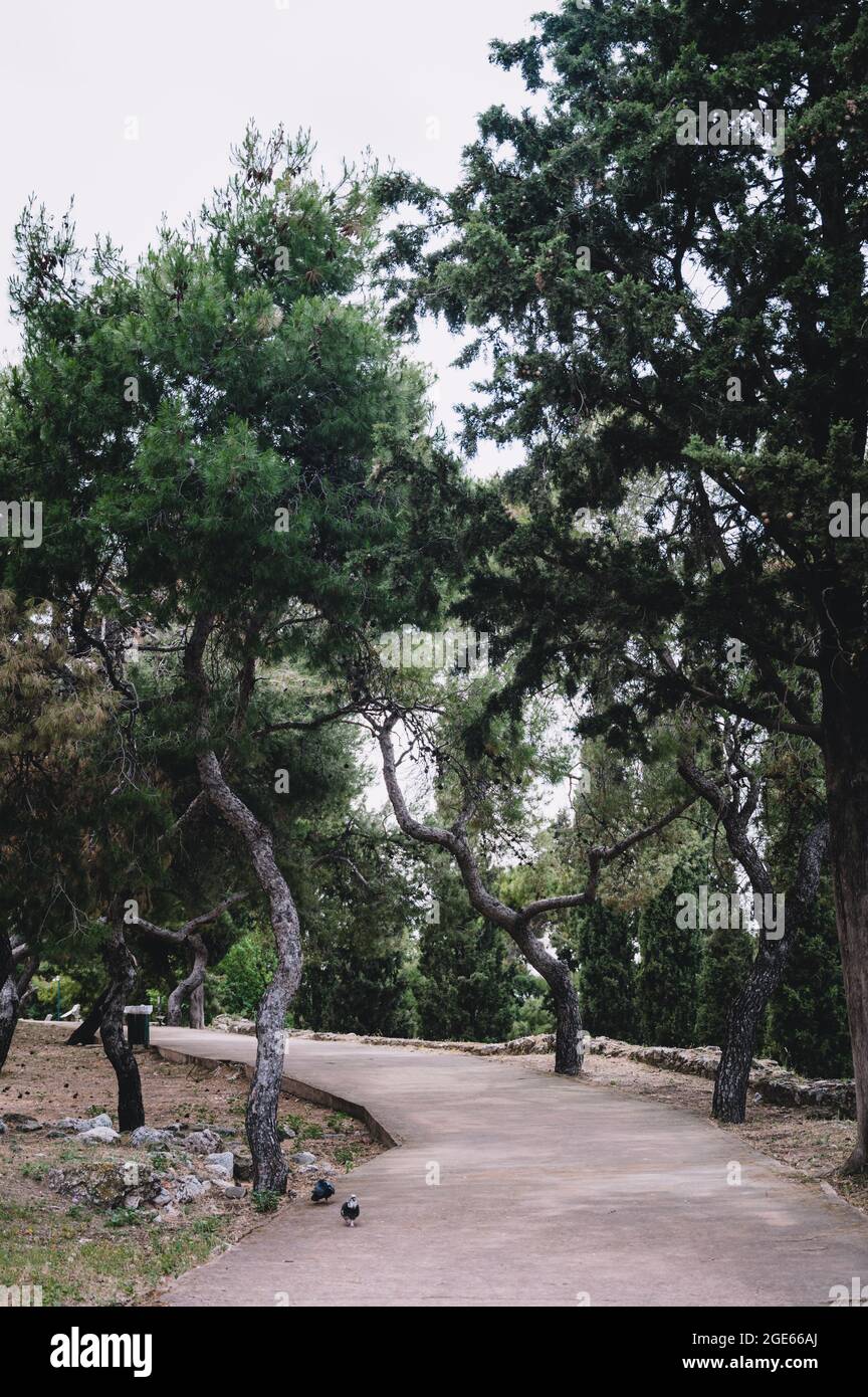Empty path for pedestrians betveen curved trees on slope of Acropolis ...
