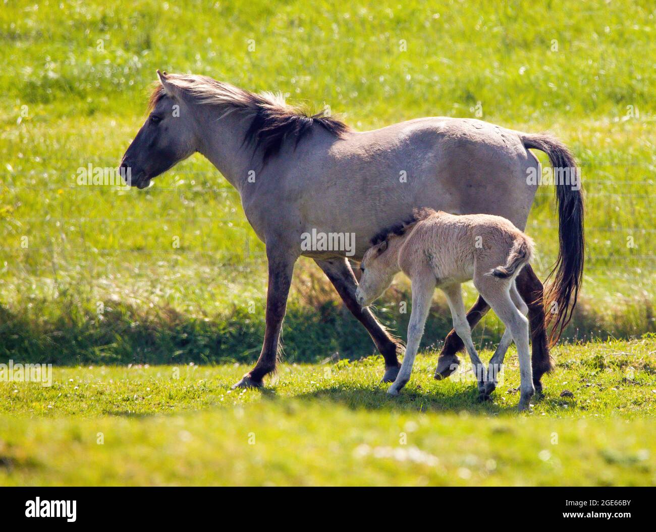 Equus caballus var hi-res stock photography and images - Alamy