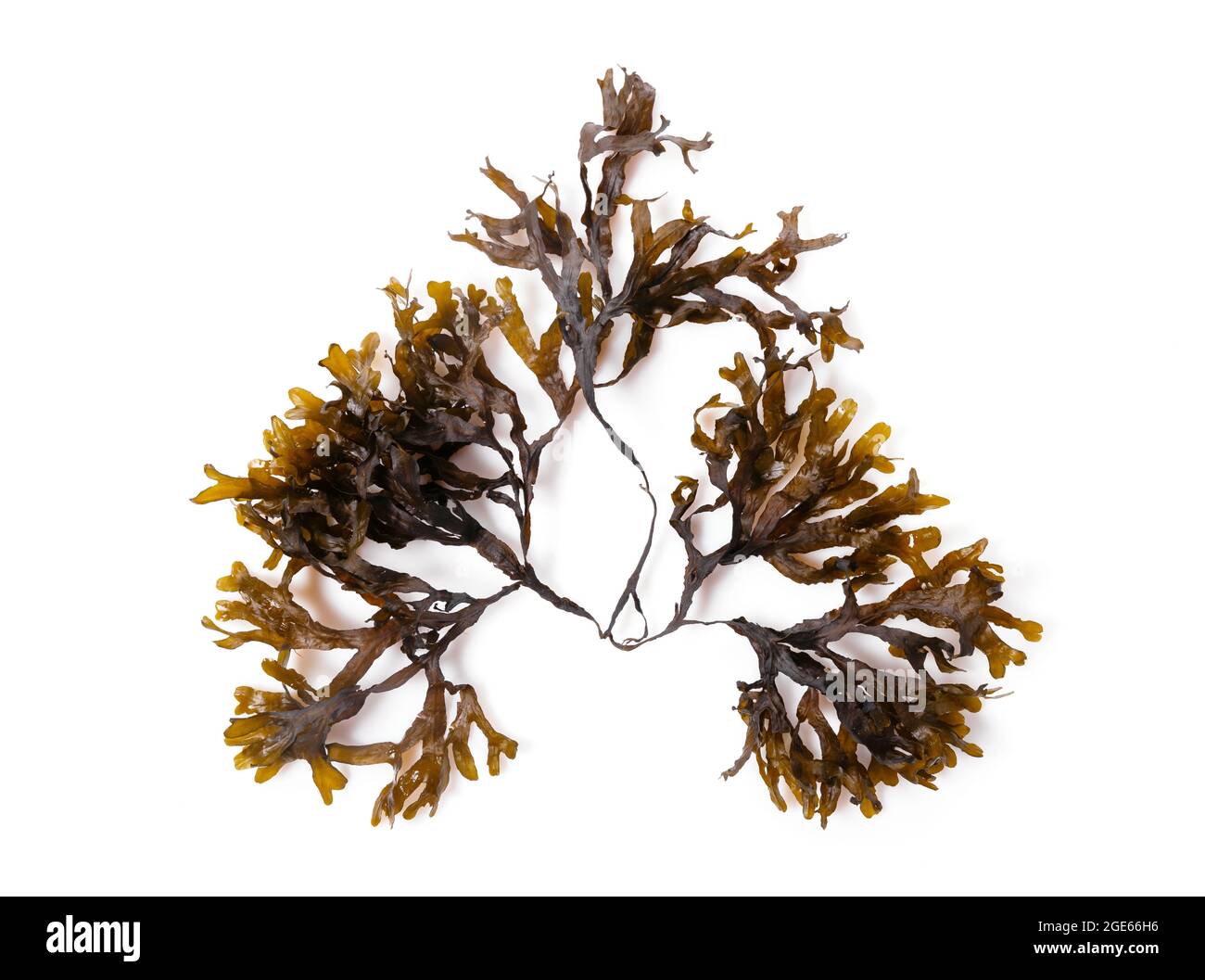 Bladder seaweed Cut Out Stock Images & Pictures - Alamy