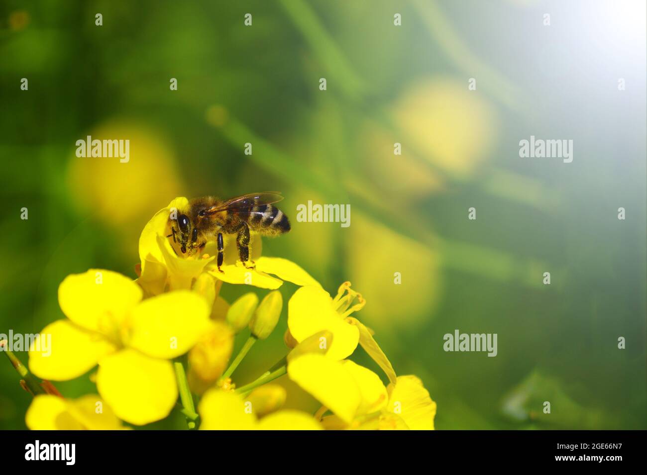 Honey bee collecting dust on yellow rapeseed flower, Bee flying from ...