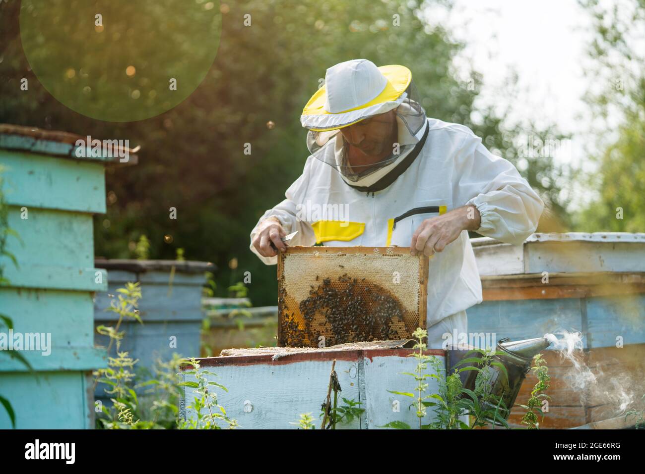 Beekeeper works with bees in the apiary Stock Photo - Alamy