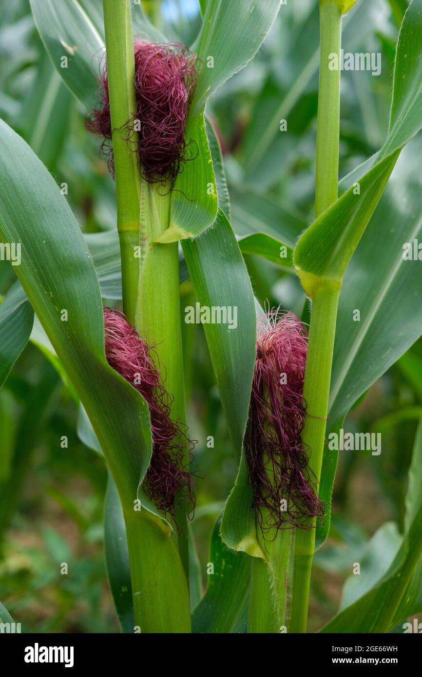 Corn insects hi-res stock photography and images - Alamy
