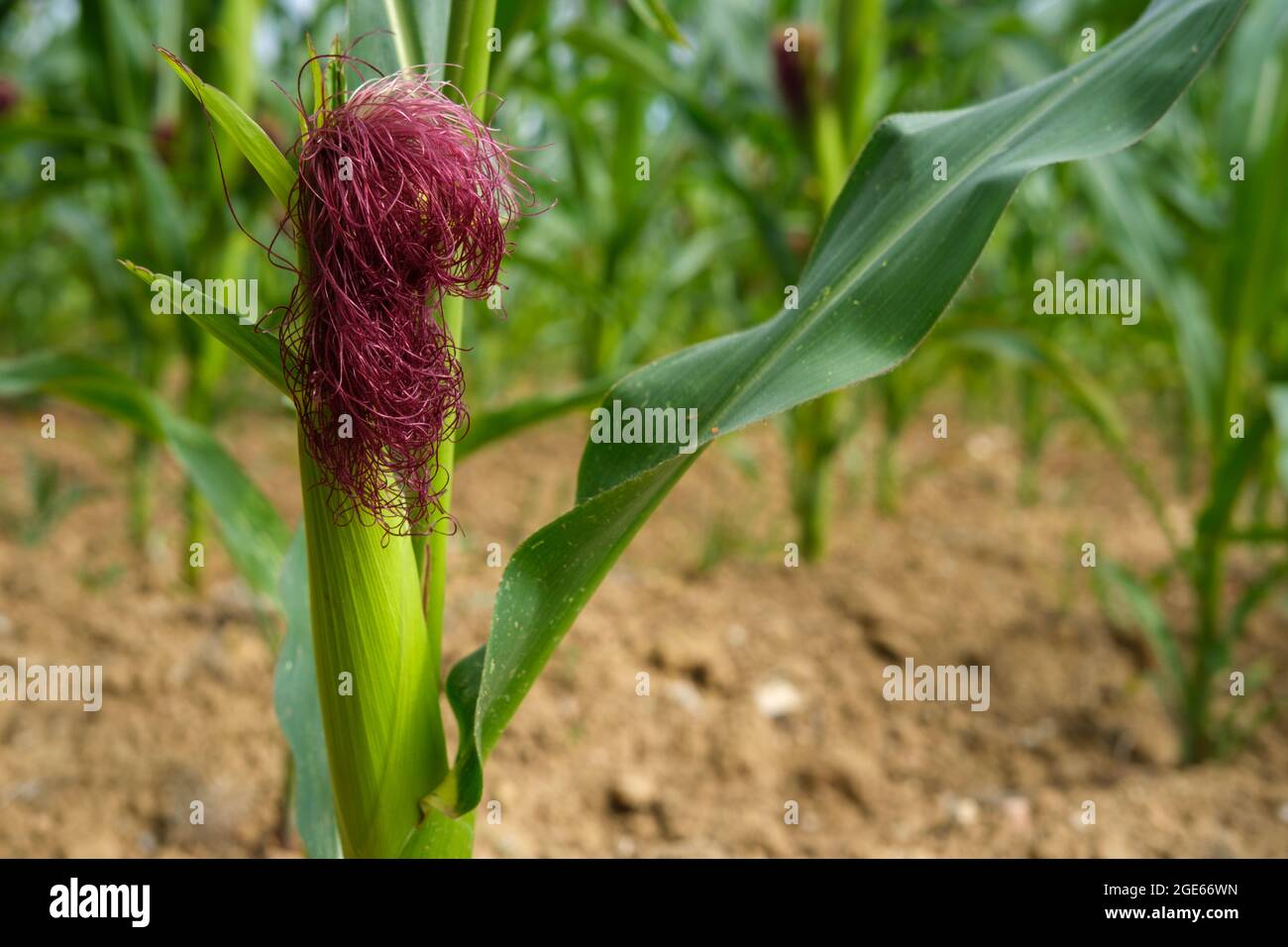 Sweet corn with purple sliks growing in the summer sun Stock Photo - Alamy