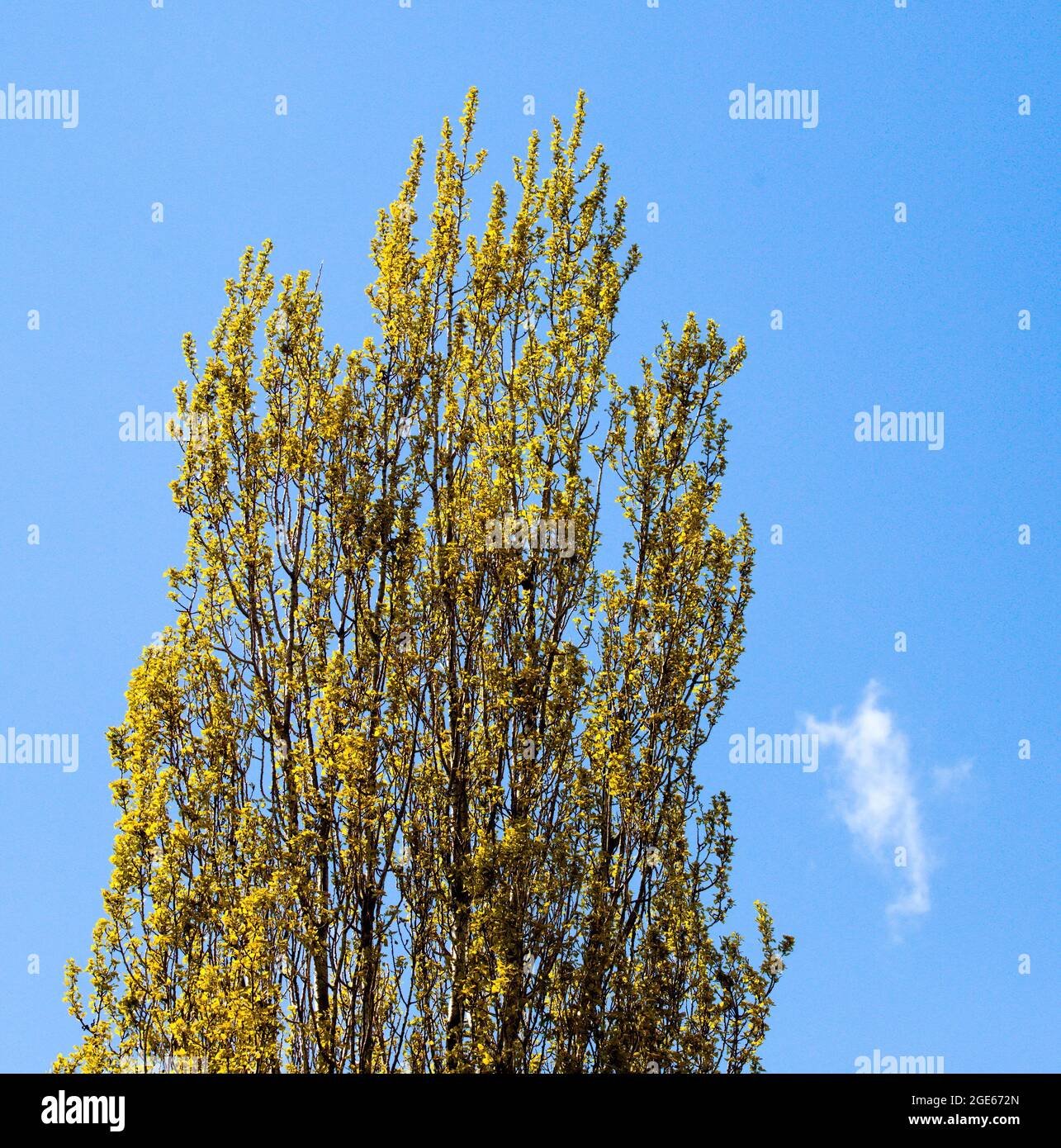 Lombardy poplar, Populus nigra 'italica' Stock Photo - Alamy
