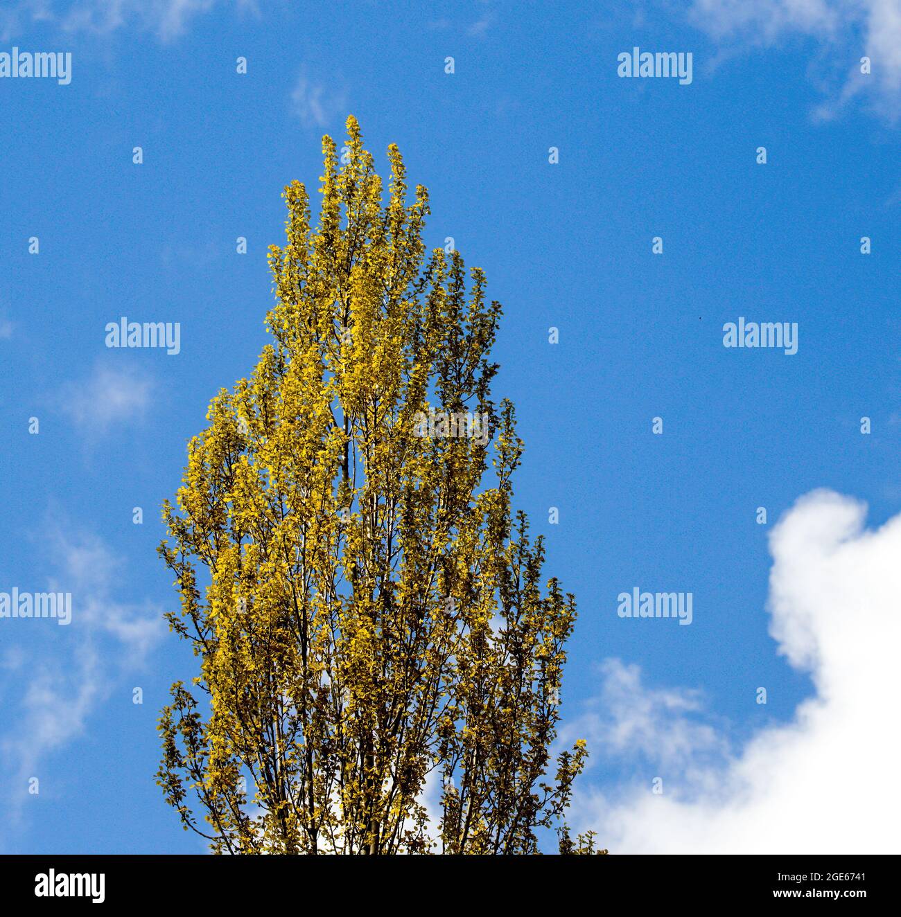 Populus nigra italica hi-res stock photography and images - Alamy