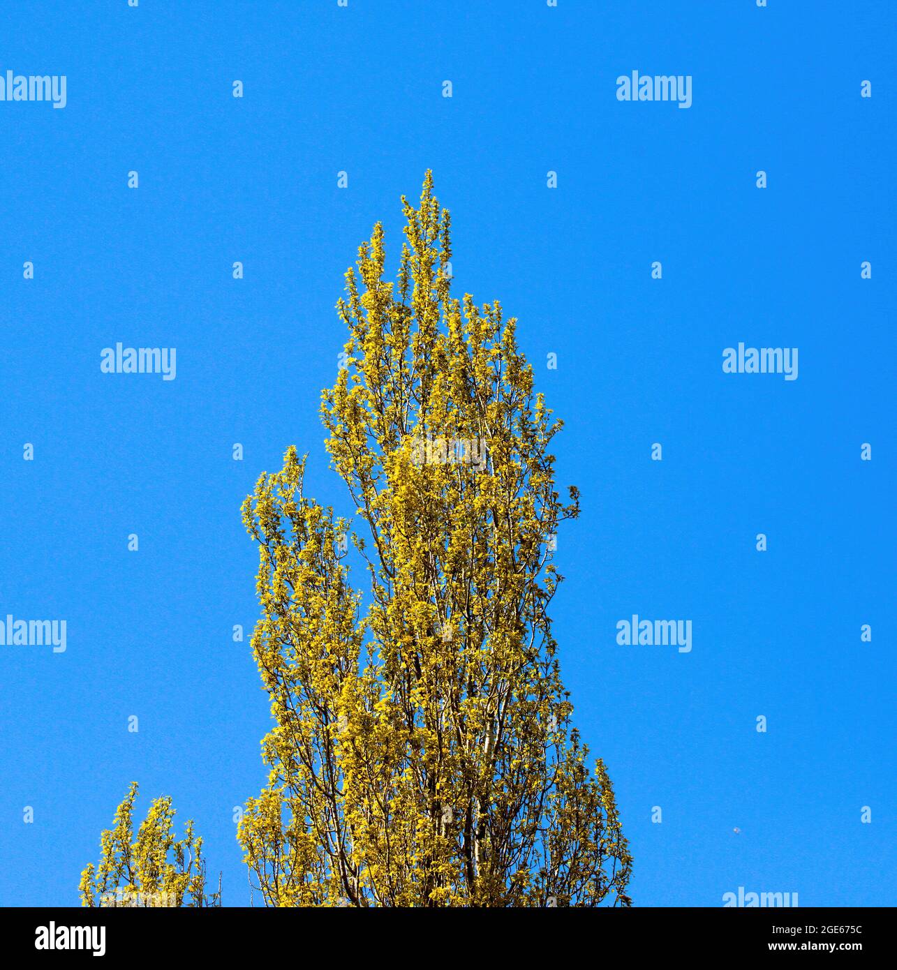 Populus nigra italica hi-res stock photography and images - Alamy