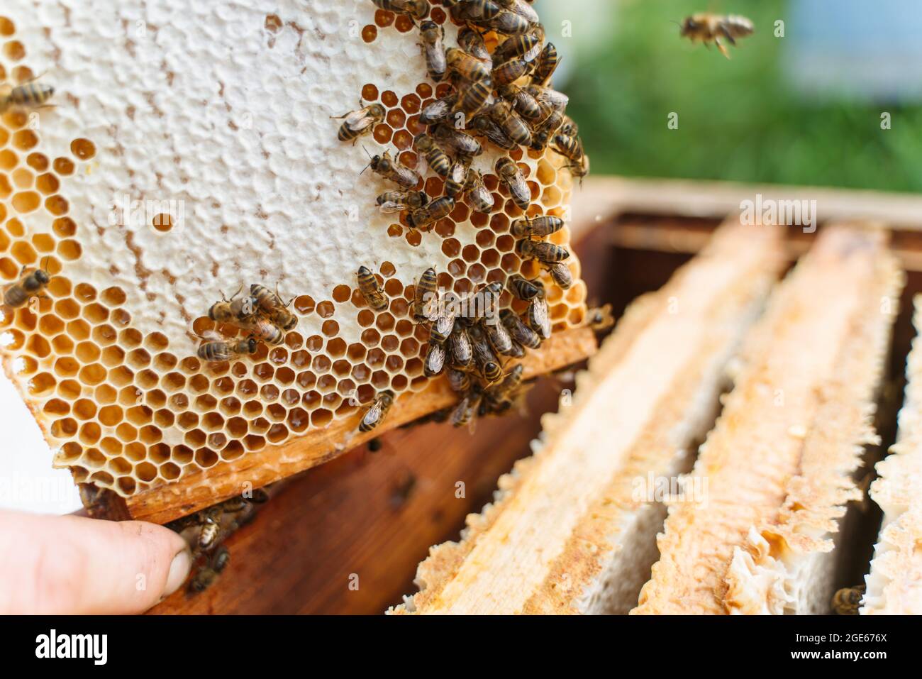Macro photo of working bees on honeycombs. Beekeeping and honey ...