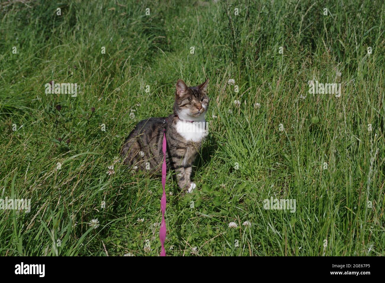 Blind cat in field Stock Photo - Alamy