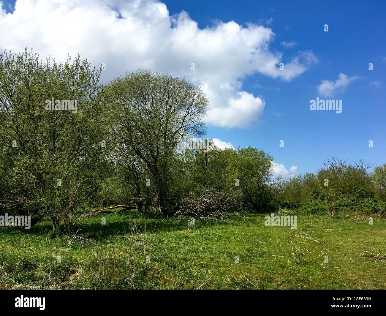 Slikken van de Heen Stock Photo - Alamy