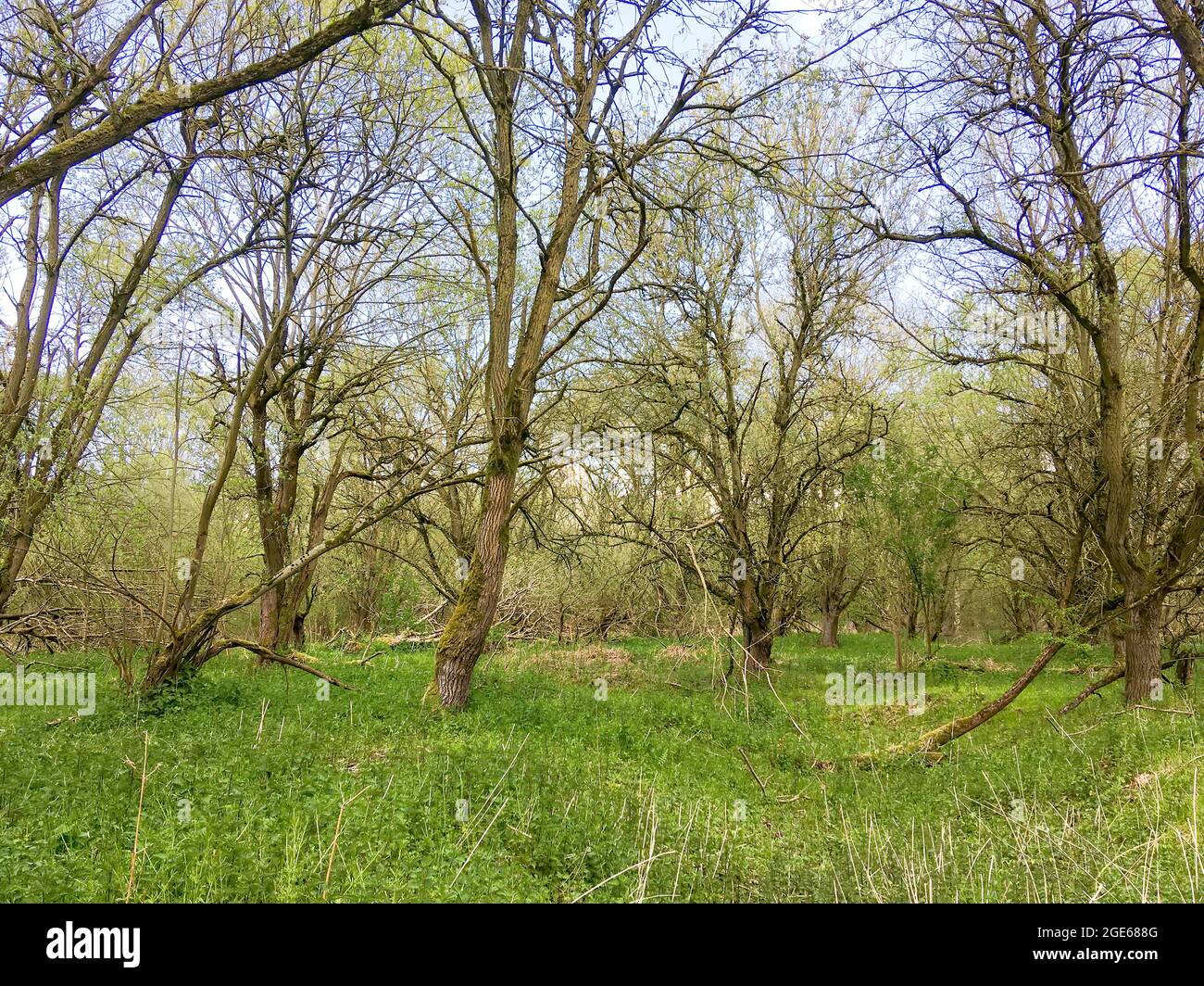 Slikken van de Heen Stock Photo - Alamy
