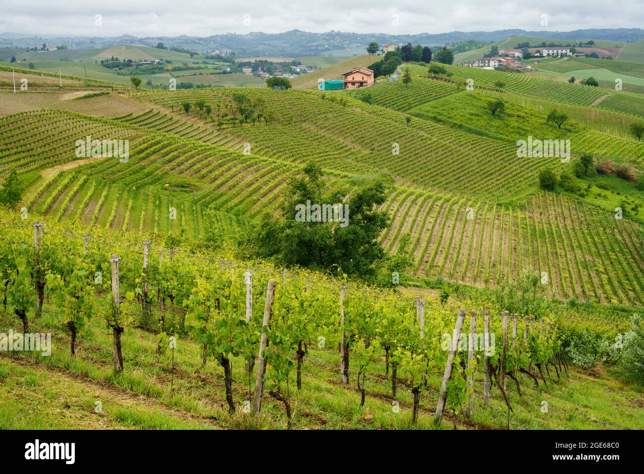 Rural landscape in Monferrato, Unesco World Heritage Site. Vineyard near Mombaruzzo, Asti ...