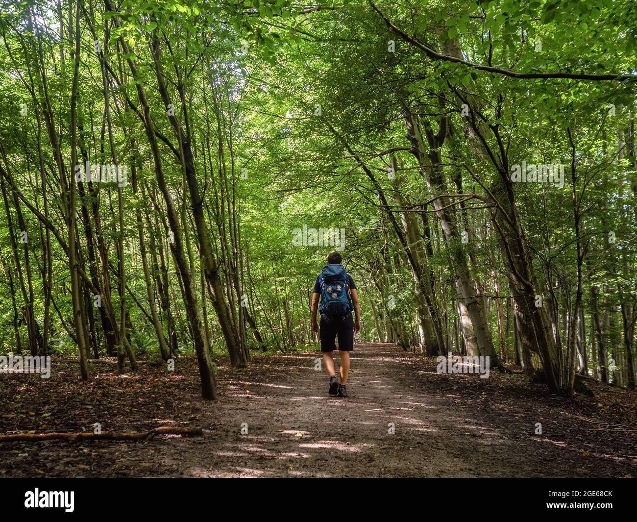 A man is seen walking in the middle of the forest. In 2020, on the ...