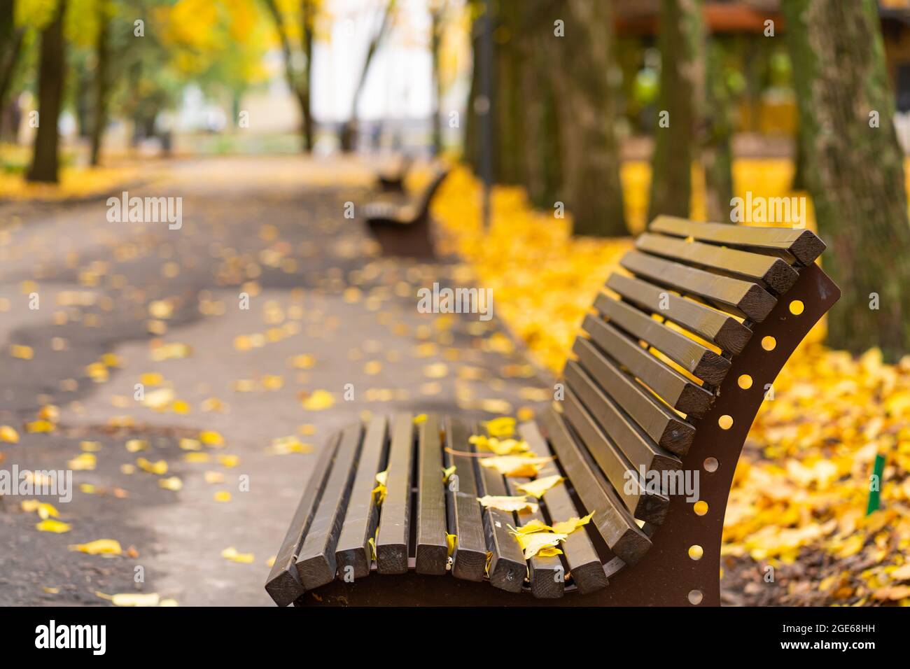 Cozy bench for rest in an autumn park with yellow leaves. Autumn mood ...