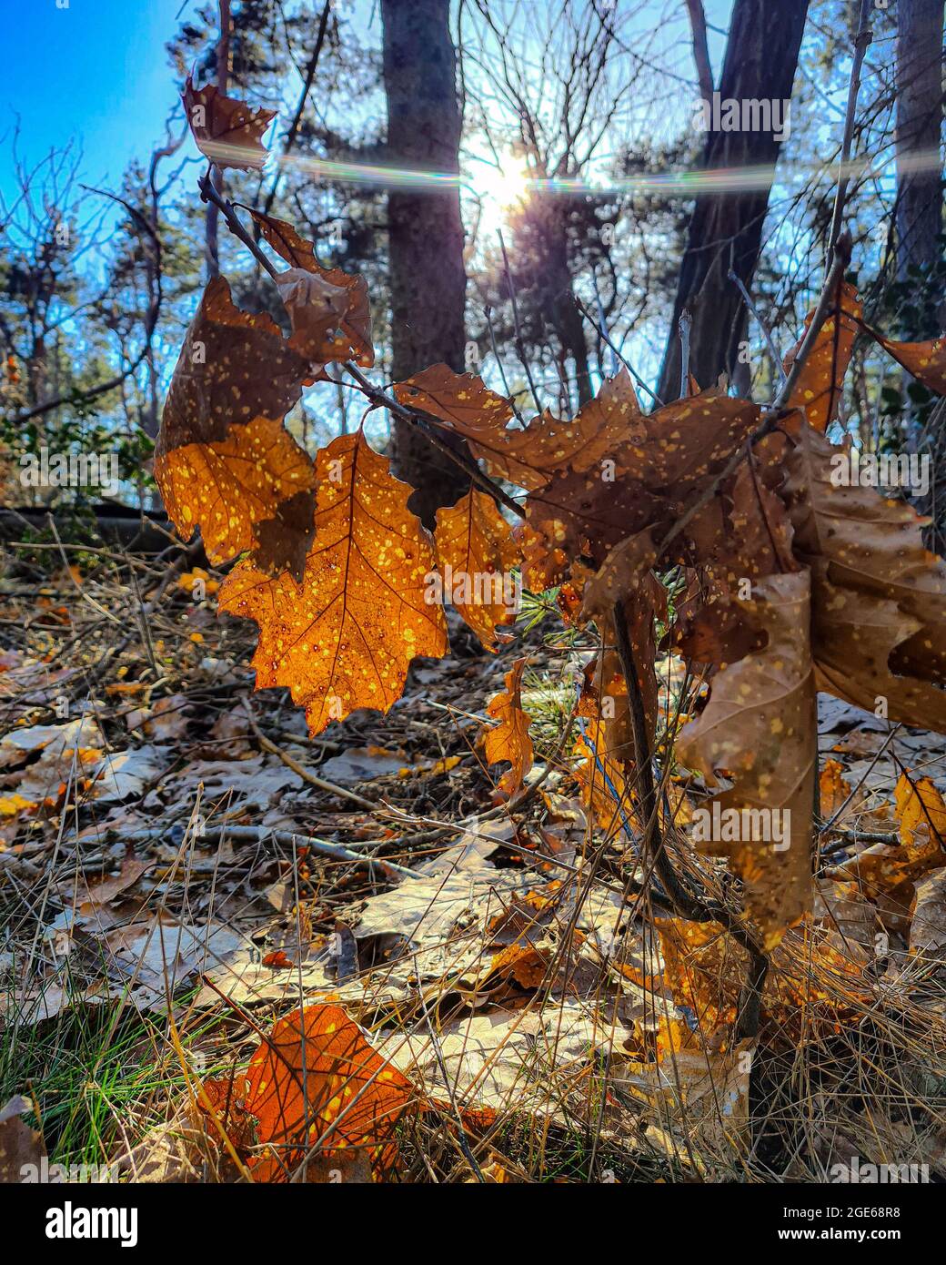 A walk in nature Stock Photo - Alamy