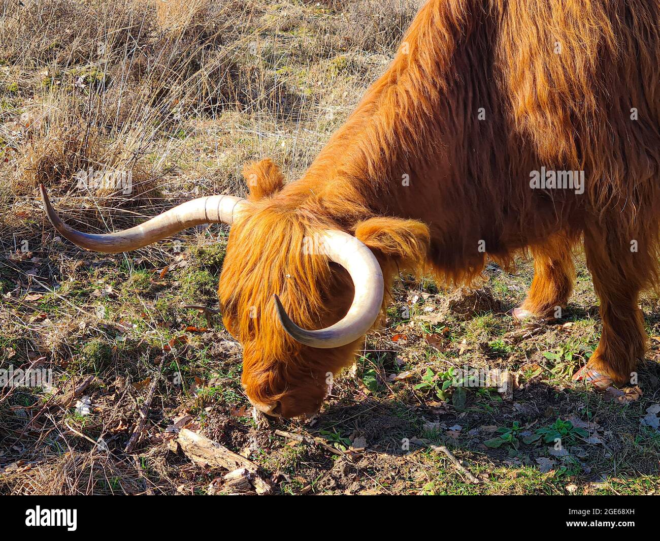 grazing in the medow Stock Photo - Alamy