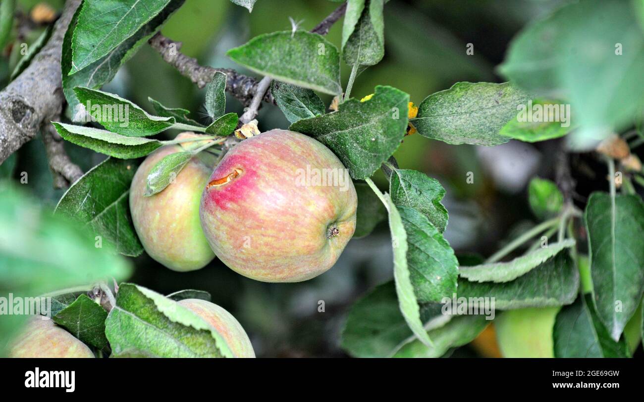 Apples damaged by hail storm Stock Photo - Alamy