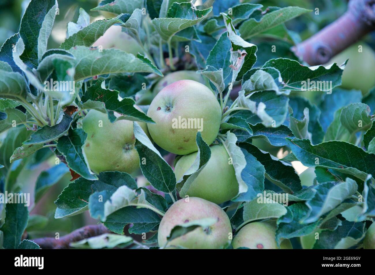 Apples damaged by hail storm Stock Photo - Alamy