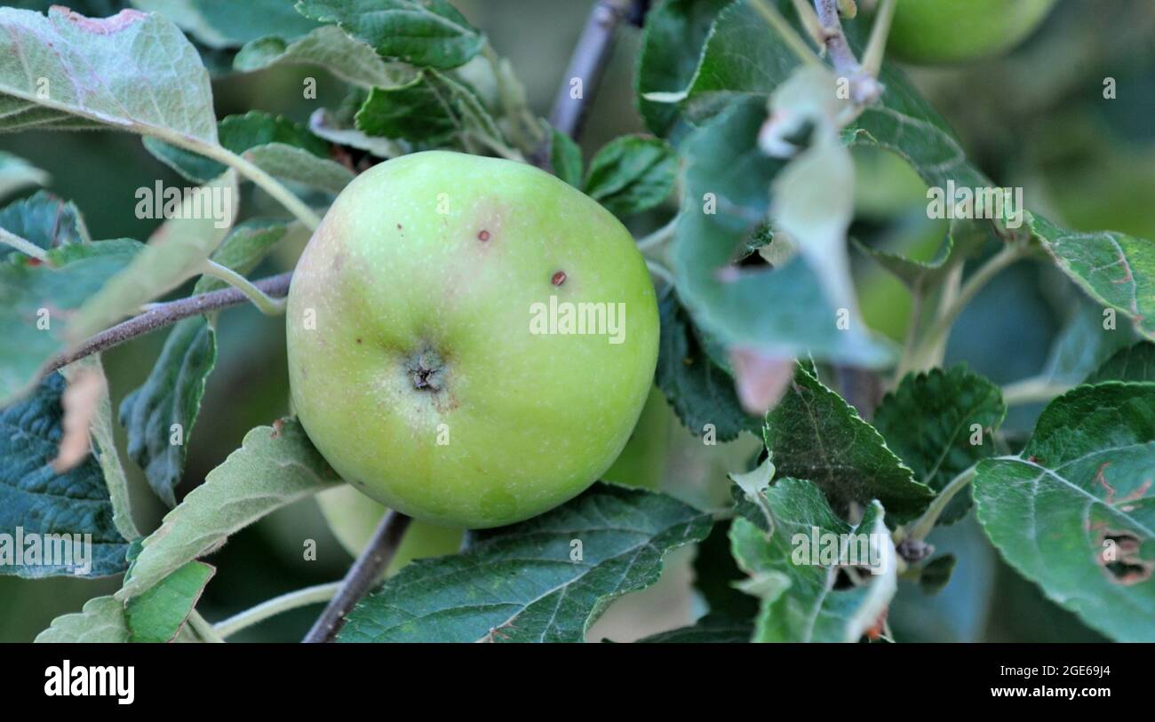 Apples damaged by hail storm Stock Photo - Alamy