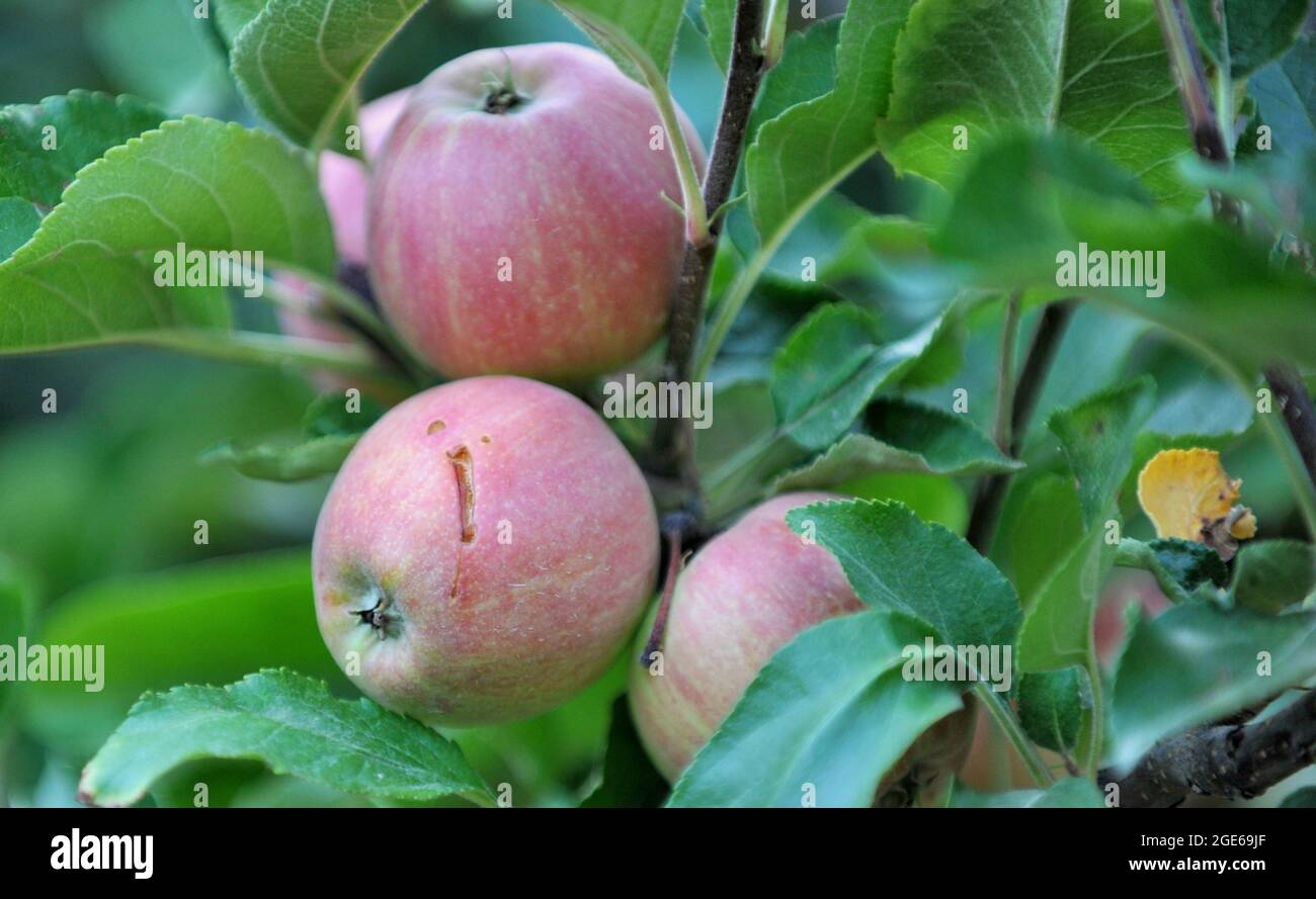 Apples damaged by hail storm Stock Photo - Alamy