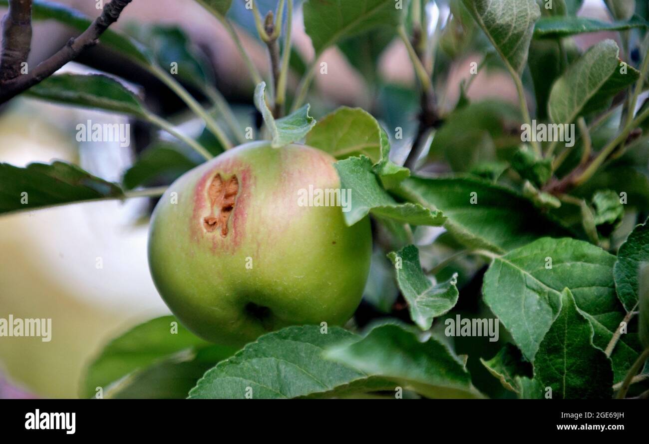 Apples damaged by hail storm Stock Photo - Alamy