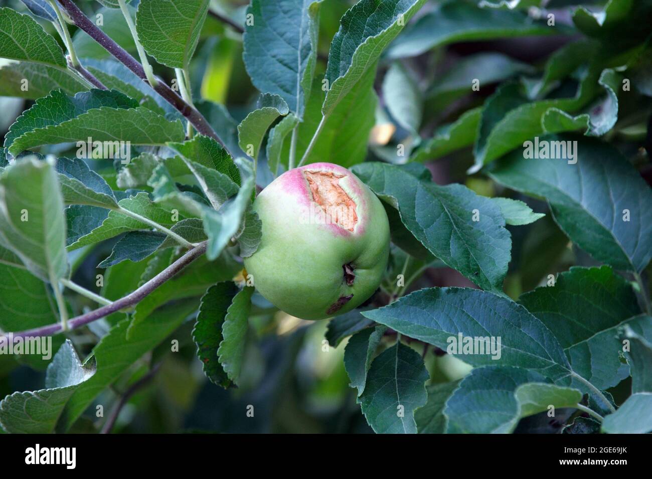 Apples damaged by heavy hail storm Stock Photo - Alamy