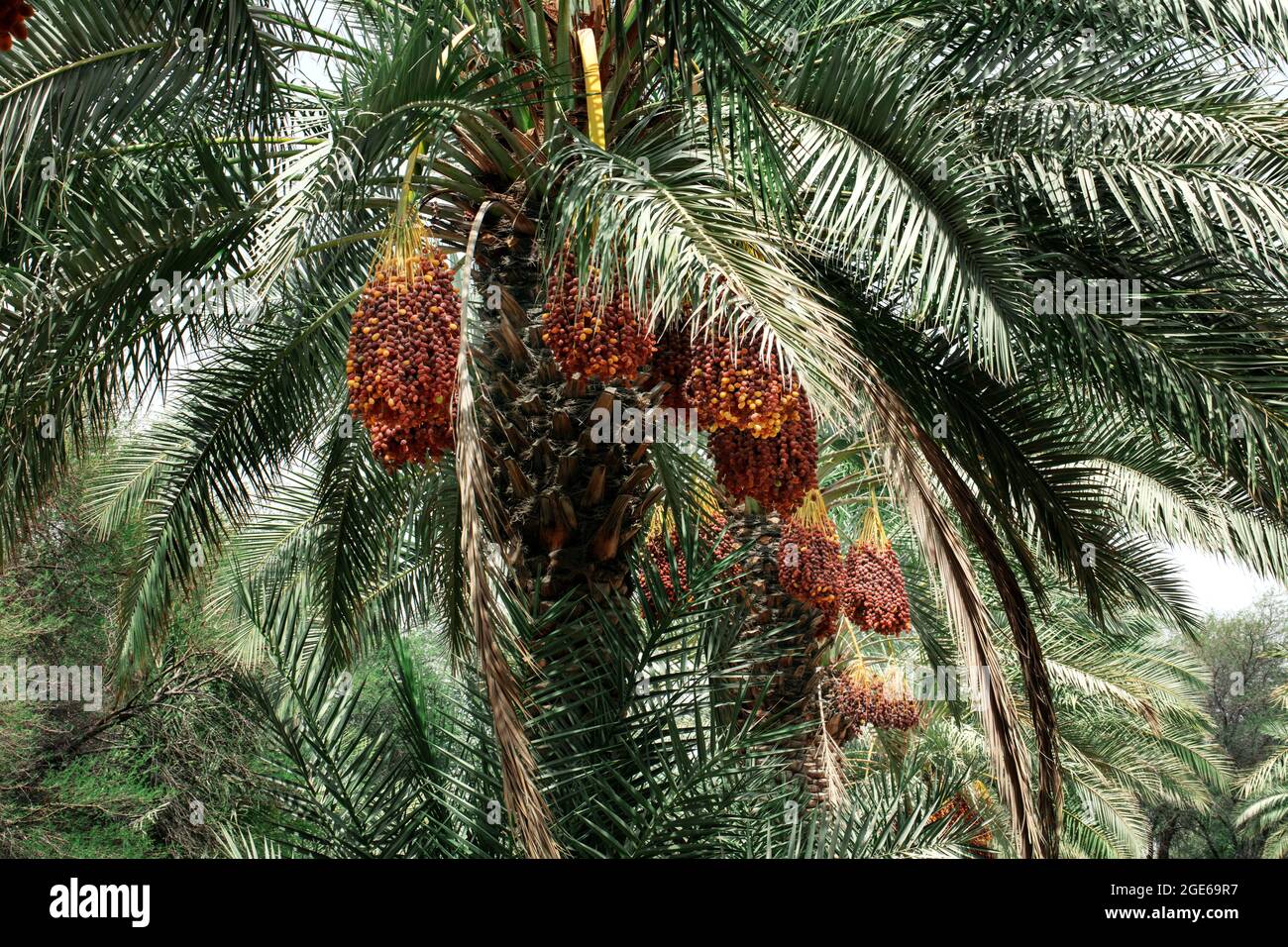 palm trees with dates in QATAR FARMS - QATAR Stock Photo - Alamy