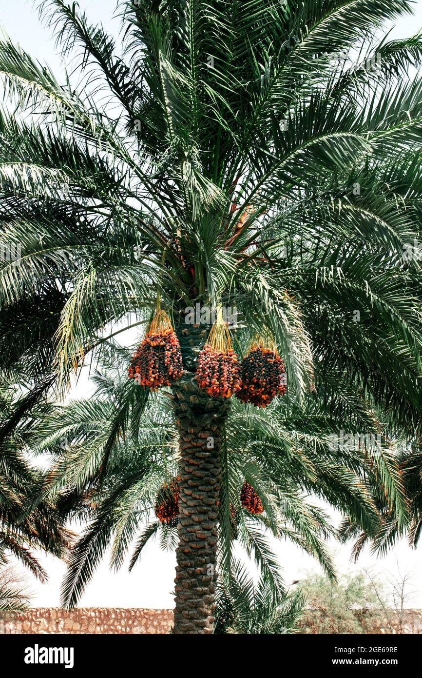 palm trees with dates in QATAR FARMS - QATAR Stock Photo - Alamy