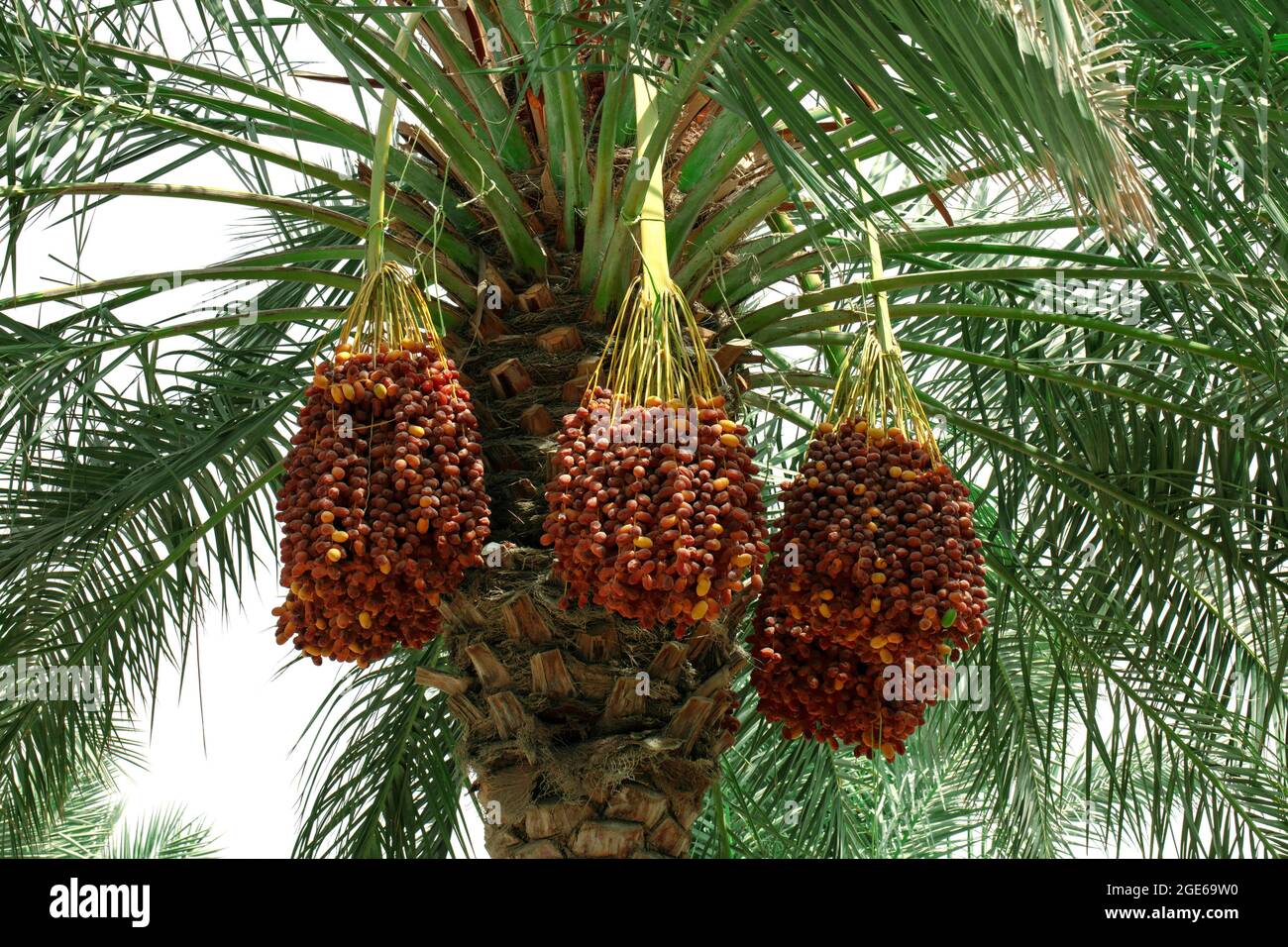 palm trees with dates in QATAR FARMS - QATAR Stock Photo - Alamy