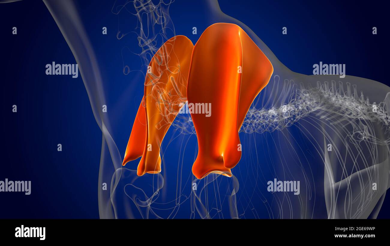 Scapula Bones Dog skeleton Anatomy For Medical Concept 3D Illustration ...