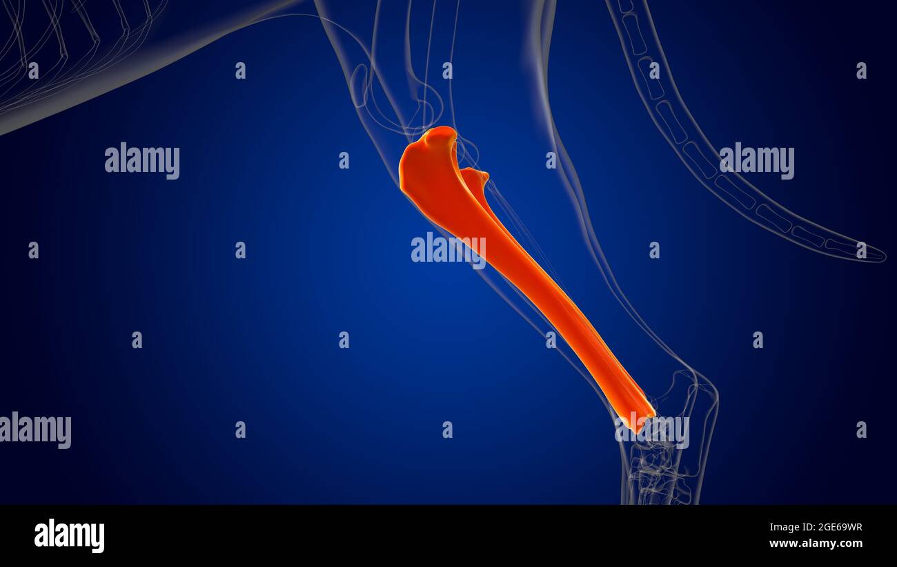Tibia Bones Dog skeleton Anatomy For Medical Concept 3D Illustration ...