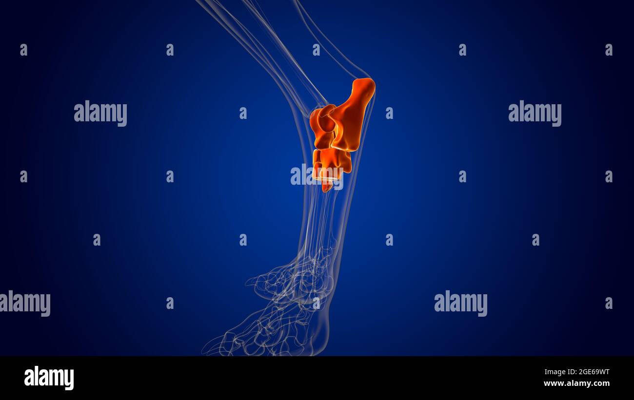 Tarsus Bones Dog skeleton Anatomy For Medical Concept 3D Illustration ...