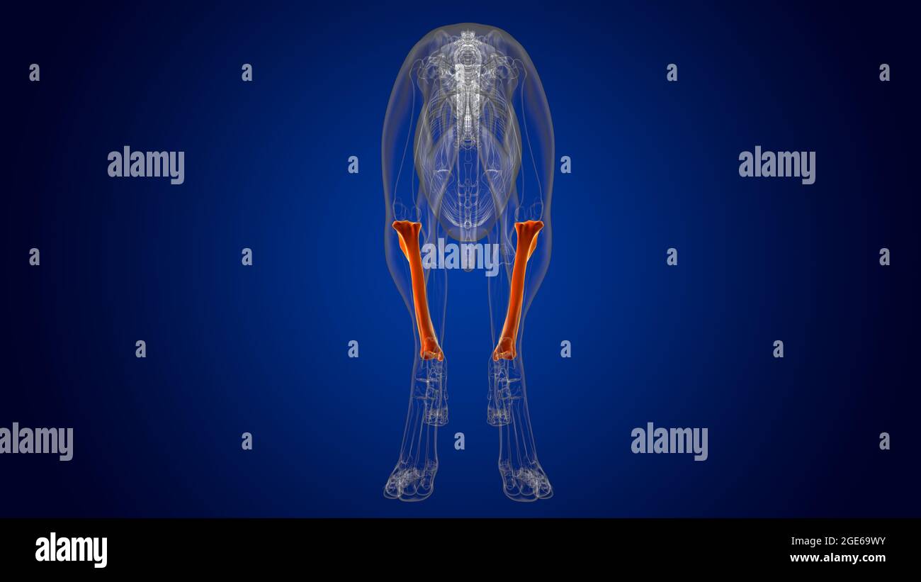 Tibia Bones Dog skeleton Anatomy For Medical Concept 3D Illustration ...
