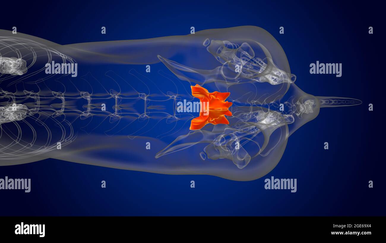 3d render dog bone High Resolution Stock Photography and Images - Alamy