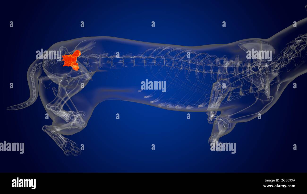 Sacrum Bone Dog skeleton Anatomy For Medical Concept 3D Illustration ...
