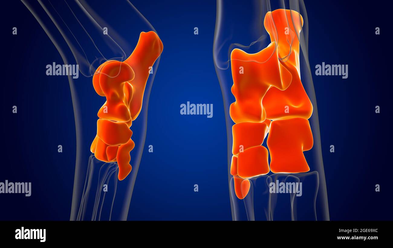Tarsus Bones Dog skeleton Anatomy For Medical Concept 3D Illustration ...