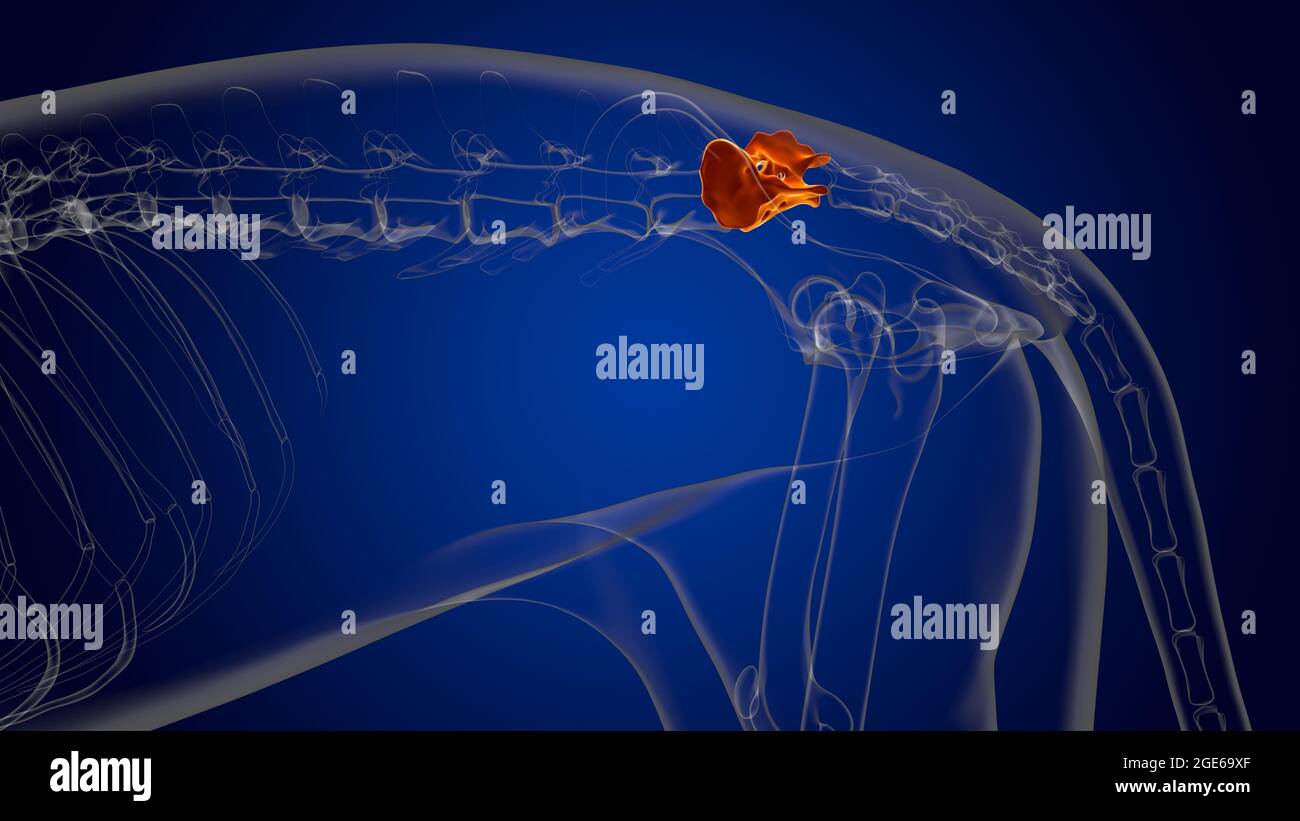 Sacrum Bone Dog skeleton Anatomy For Medical Concept 3D Illustration ...