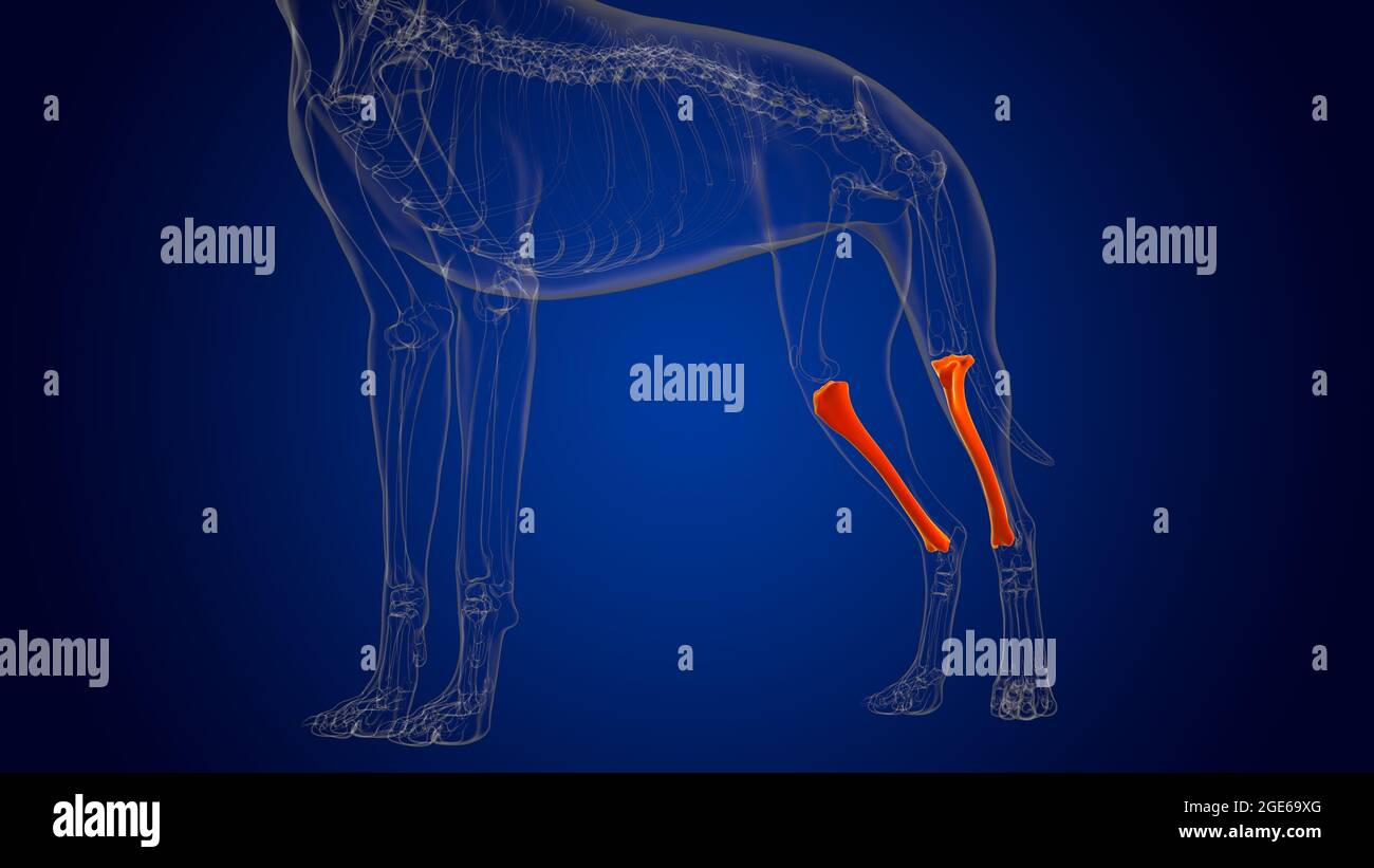 Tibia Bones Dog skeleton Anatomy For Medical Concept 3D Illustration ...