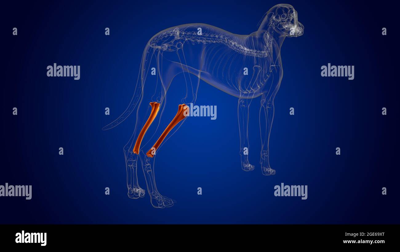 Tibia Bones Dog skeleton Anatomy For Medical Concept 3D Illustration ...