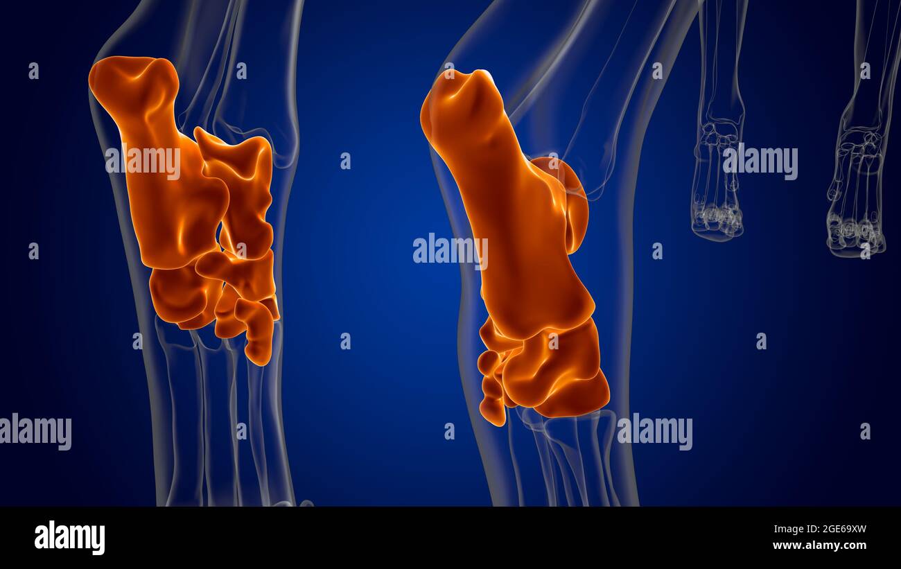 Tarsus Bones Dog skeleton Anatomy For Medical Concept 3D Illustration ...
