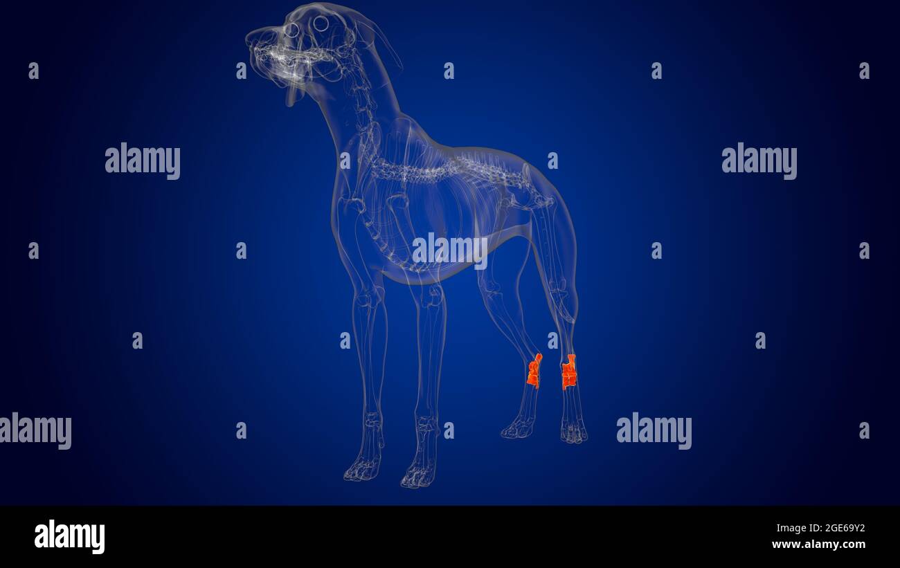Tarsus Bones Dog skeleton Anatomy For Medical Concept 3D Illustration ...