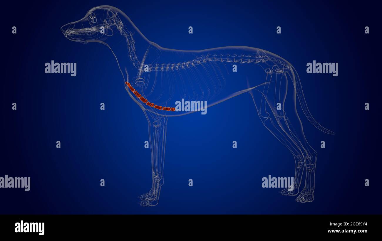 Sternum Bones Dog skeleton Anatomy For Medical Concept 3D Illustration ...