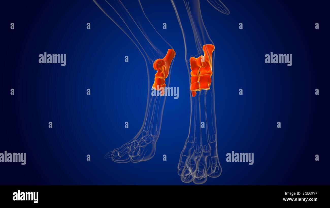 Tarsus Bones Dog skeleton Anatomy For Medical Concept 3D Illustration ...