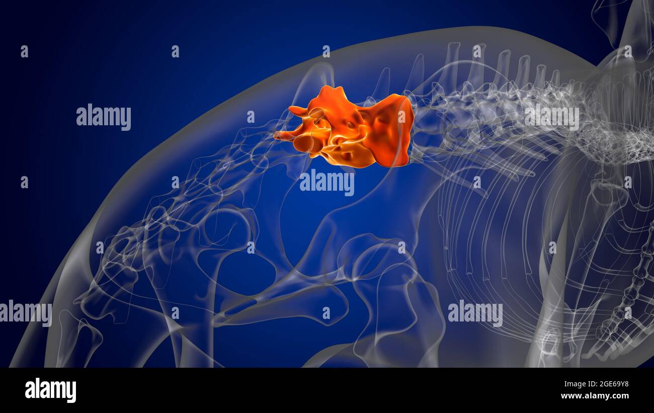 Sacrum Bone Dog skeleton Anatomy For Medical Concept 3D Illustration ...
