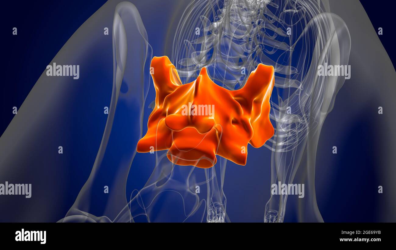 Sacrum Bone Dog skeleton Anatomy For Medical Concept 3D Illustration ...