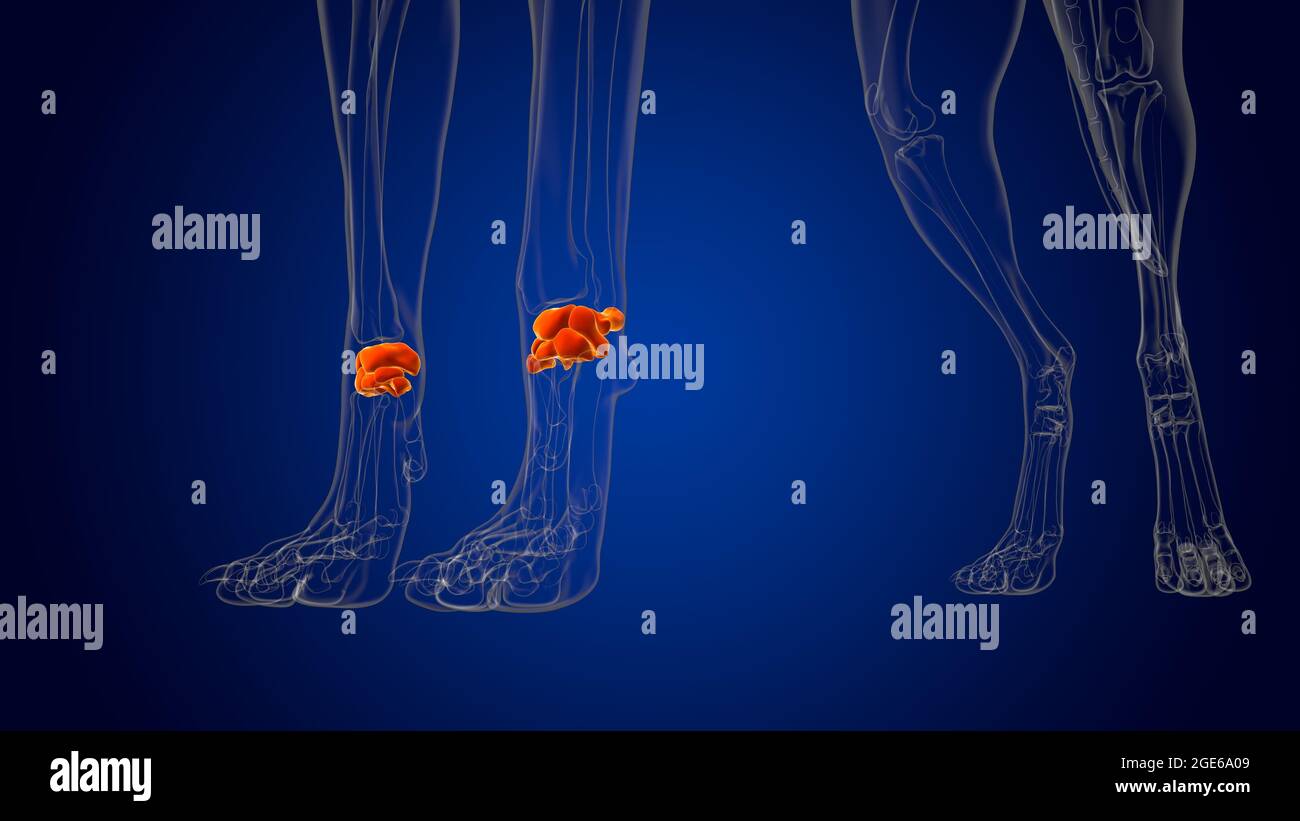 Carpals Bones Dog skeleton Anatomy For Medical Concept 3D Illustration ...