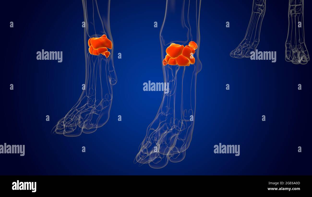 Carpals Bones Dog skeleton Anatomy For Medical Concept 3D Illustration ...