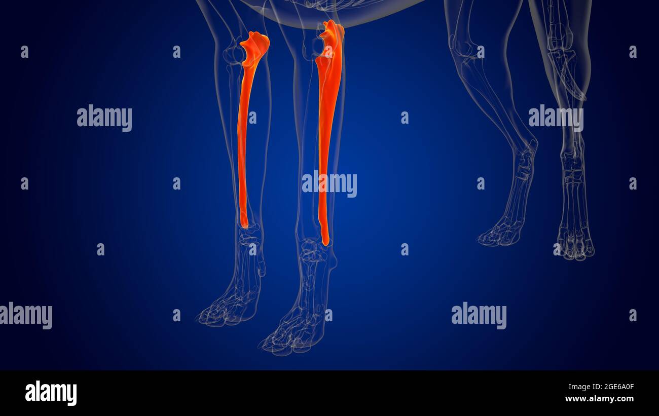 Ulna Bones Dog skeleton Anatomy For Medical Concept 3D Illustration ...