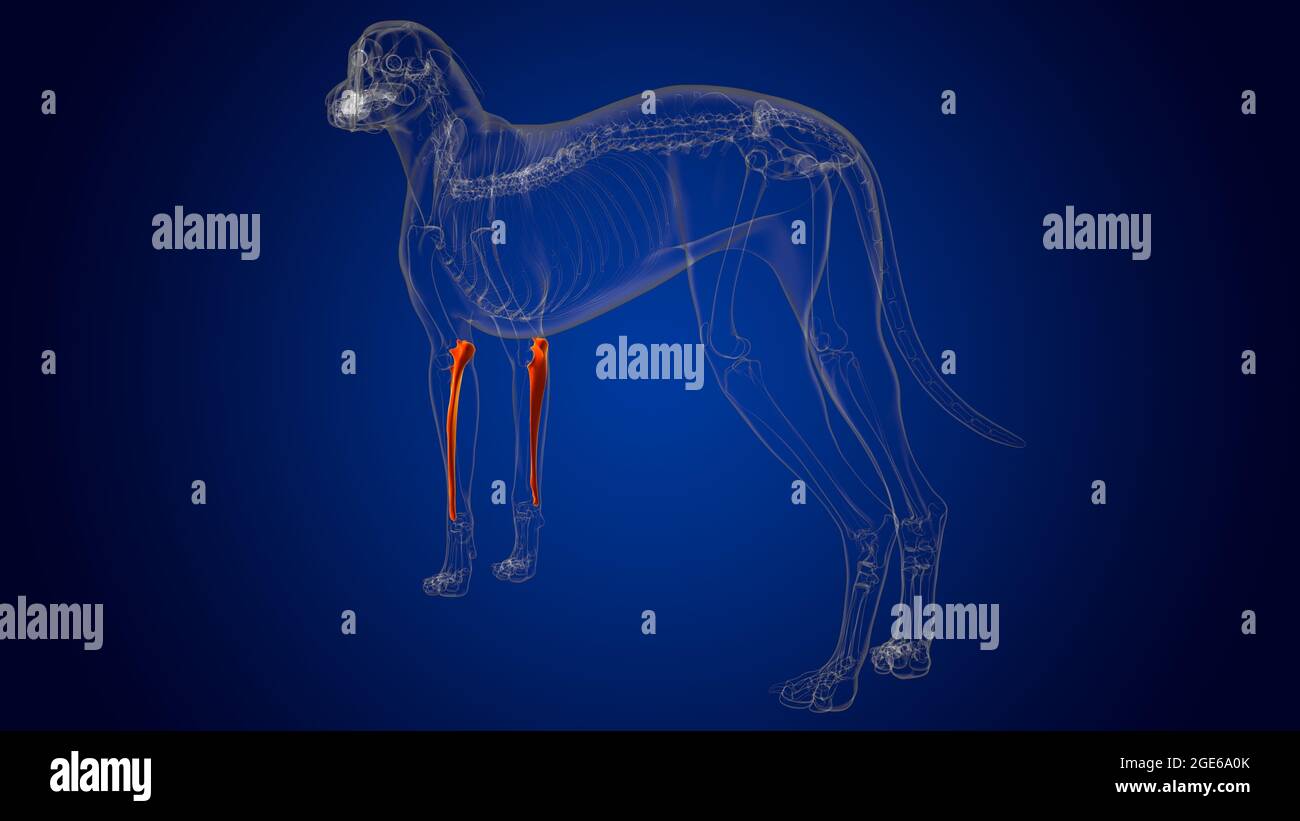 Ulna Bones Dog skeleton Anatomy For Medical Concept 3D Illustration ...