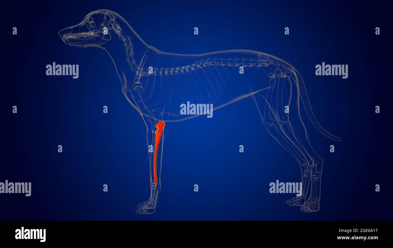 Ulna Bones Dog skeleton Anatomy For Medical Concept 3D Illustration ...