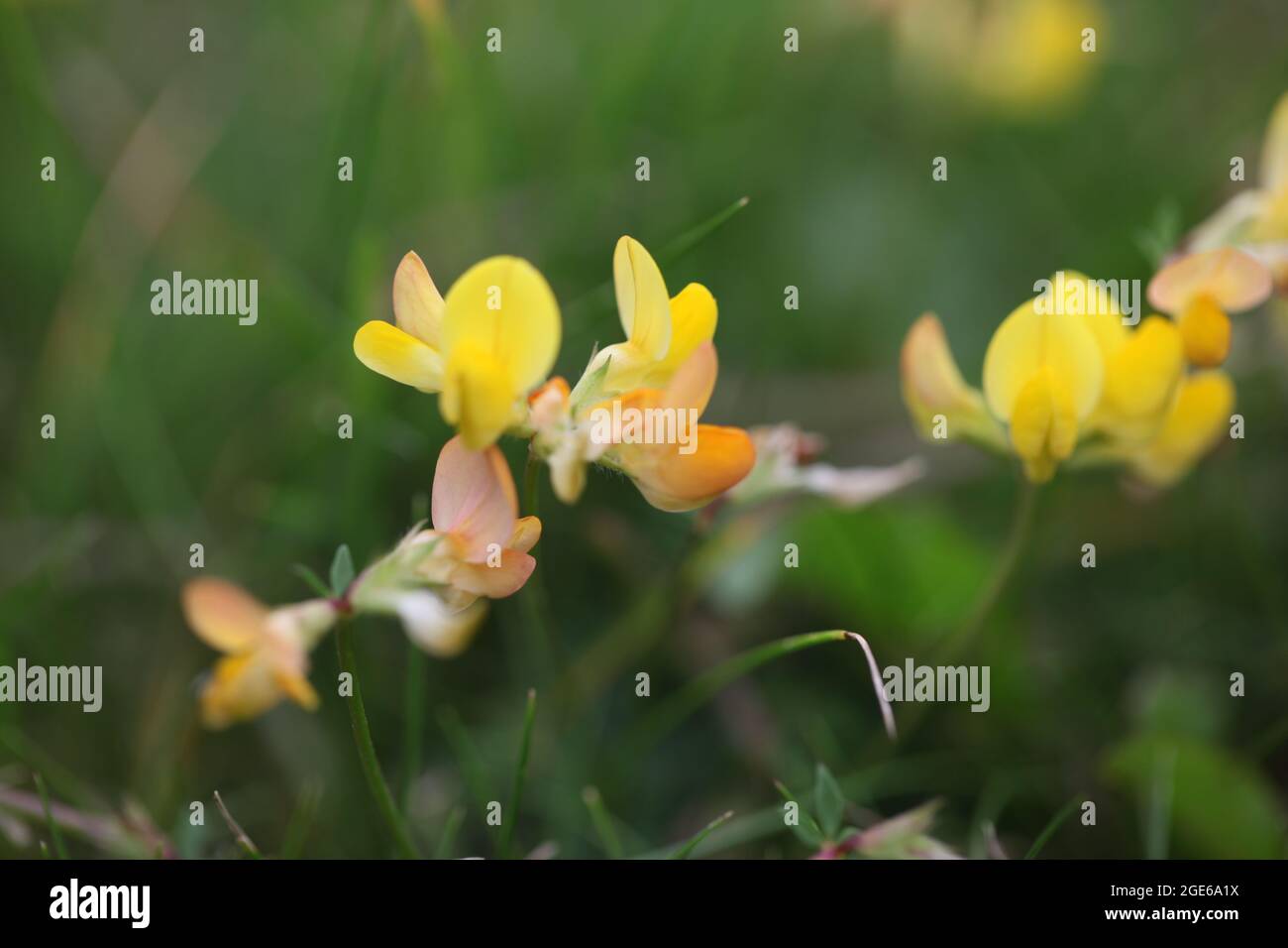 Common bird's-foot-trefoil / Lotus corniculatus Stock Photo - Alamy